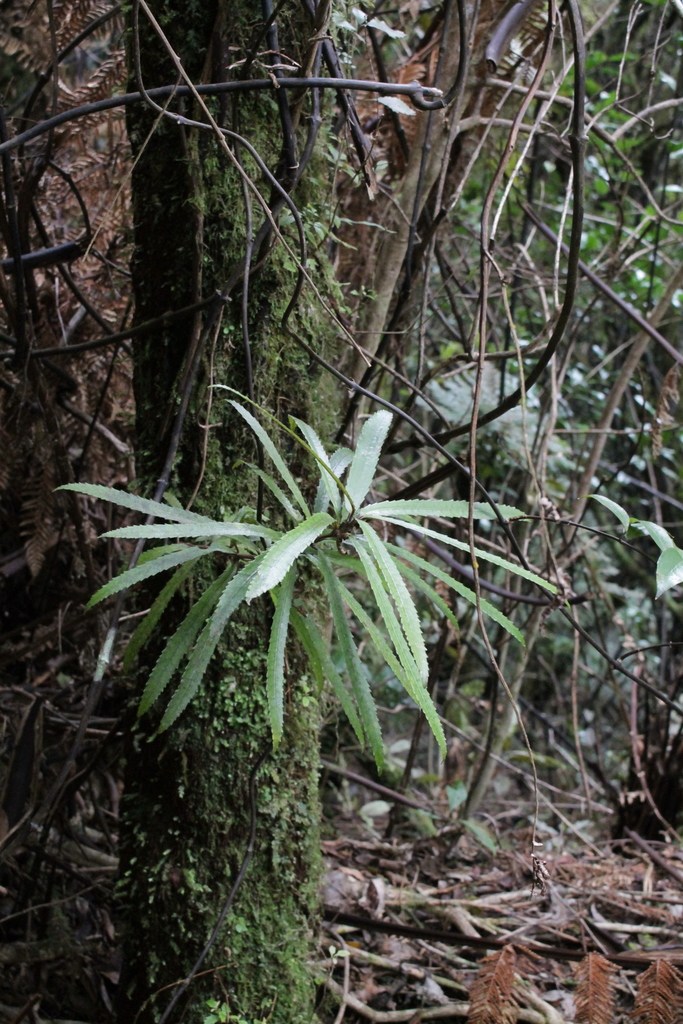 Tawari from Otorohanga District, Waikato, New Zealand on October 17 ...