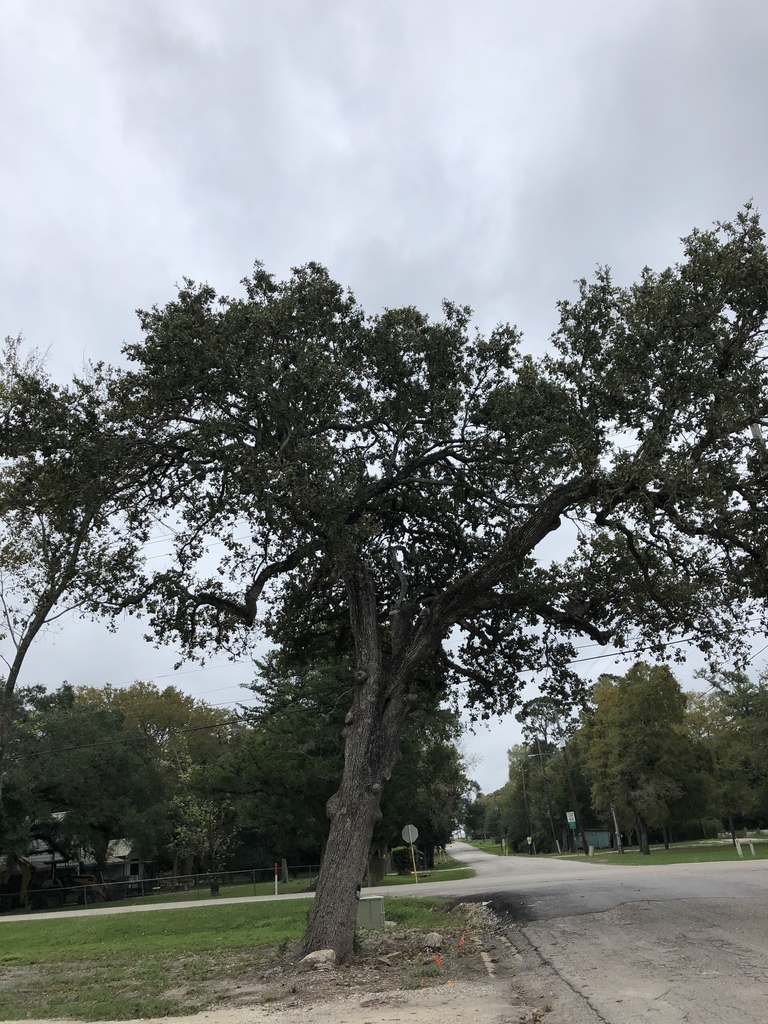 Bottomland Post Oak from Brazoria County, US-TX, US on October 16, 2020 ...