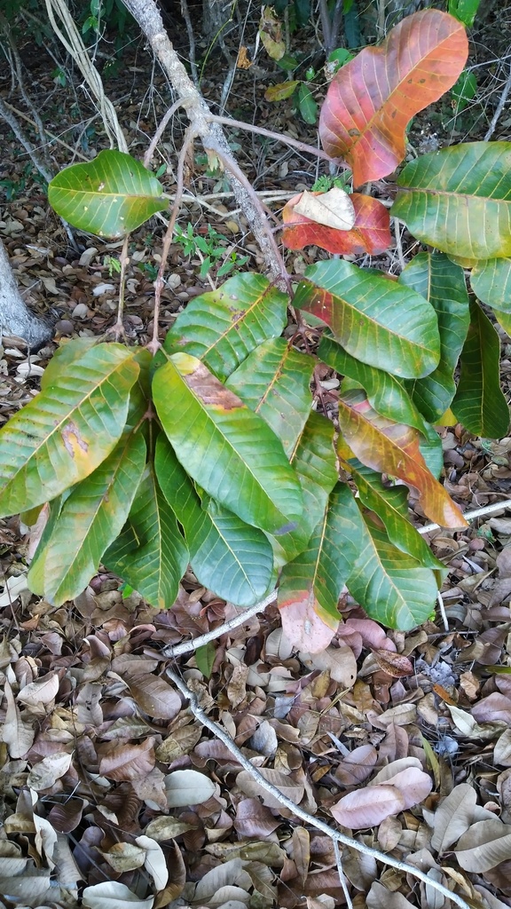 Scrub Turpentine from Cairns QLD, Australia on October 17, 2020 at 07: ...