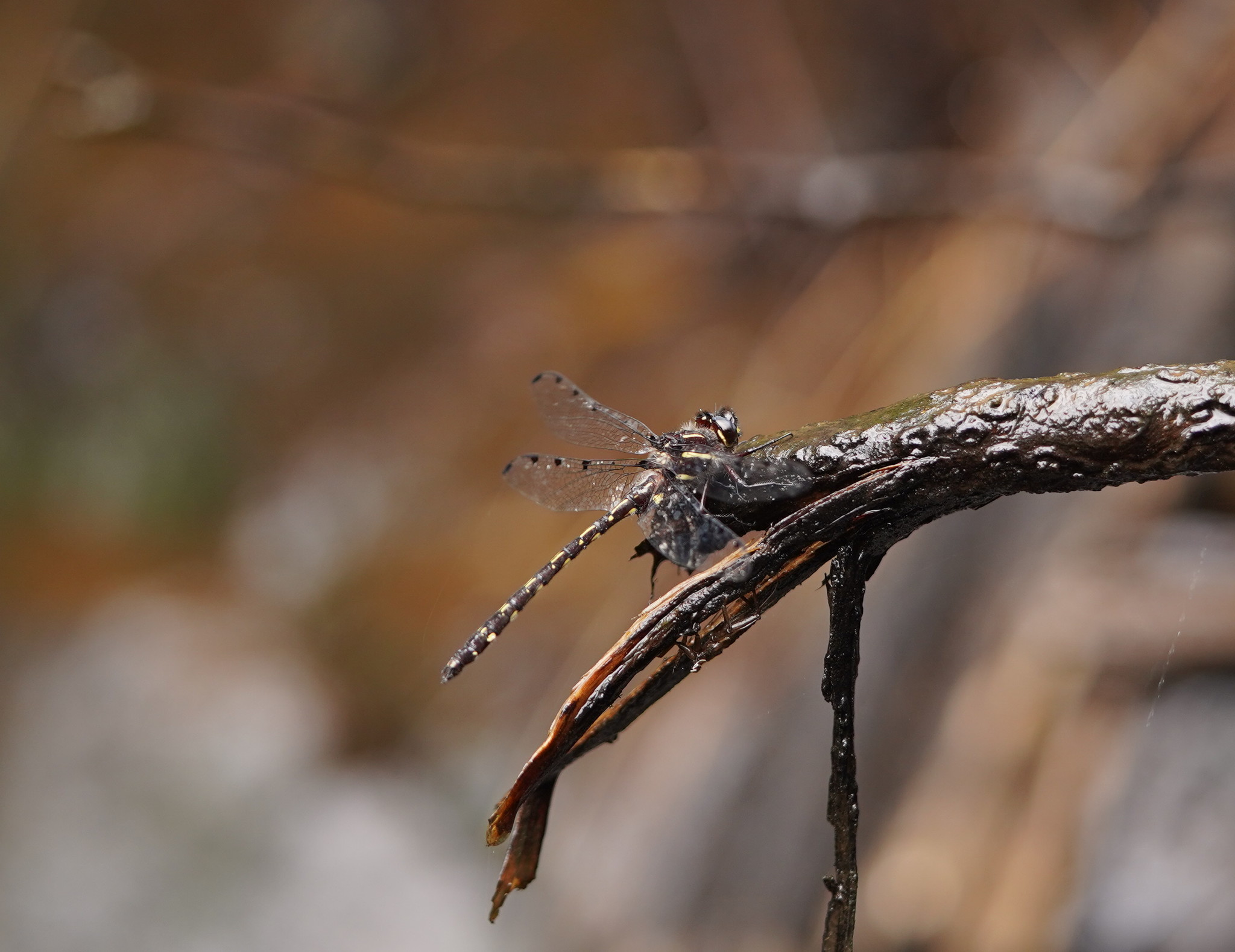 Austropetaliidae