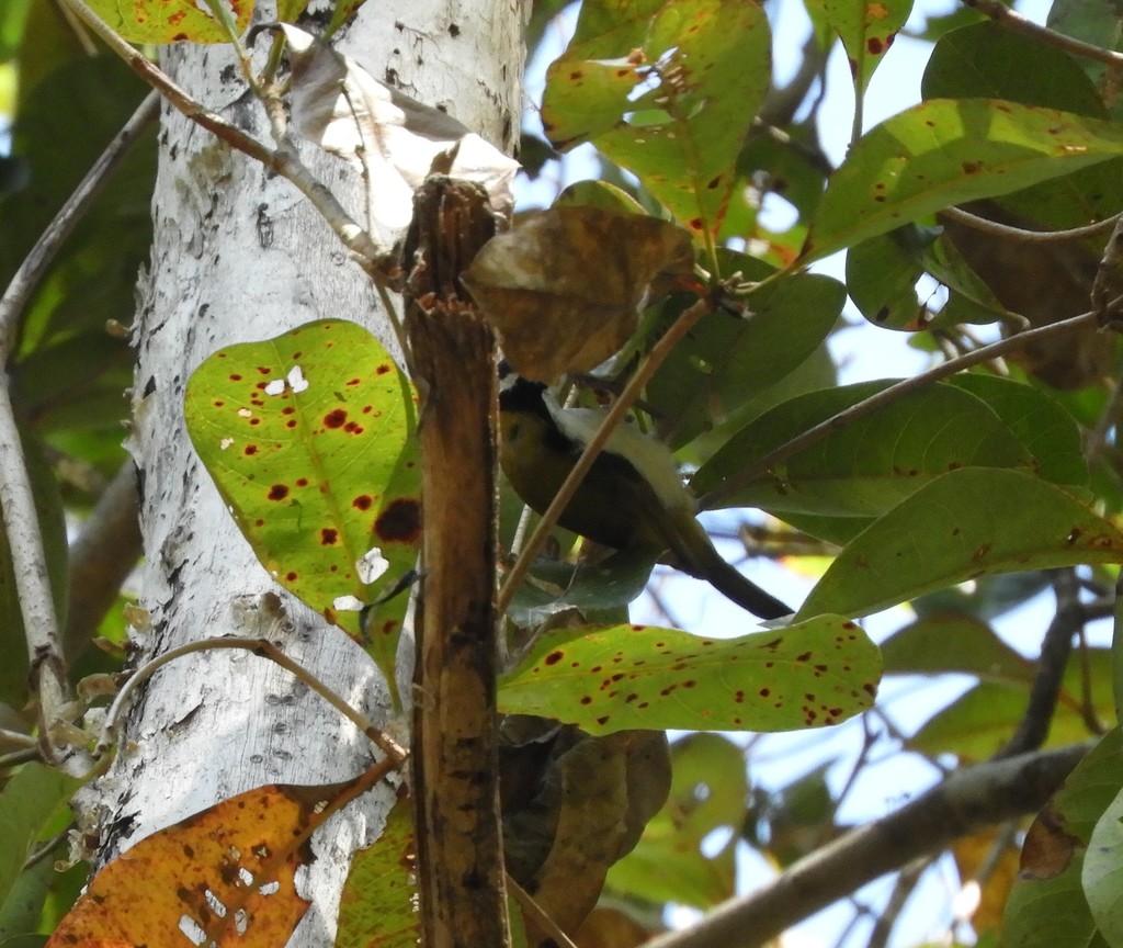 White-throated Honeyeater from Middle Point NT 0822, Australia on July ...
