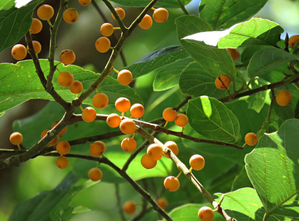 Ficus melinocarpa from Tawau, Sabah, Malaysia on June 3, 2020 at 01:16 ...