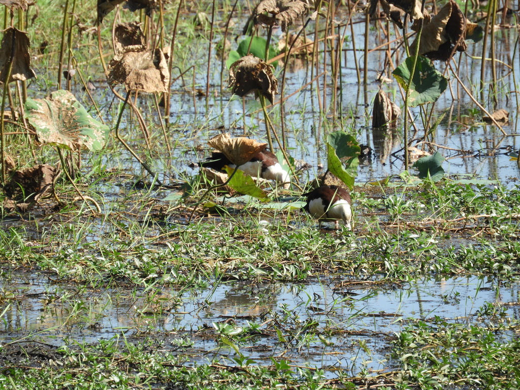 Australian Radjah Shelduck from Middle Point NT 0822, Australia on July ...