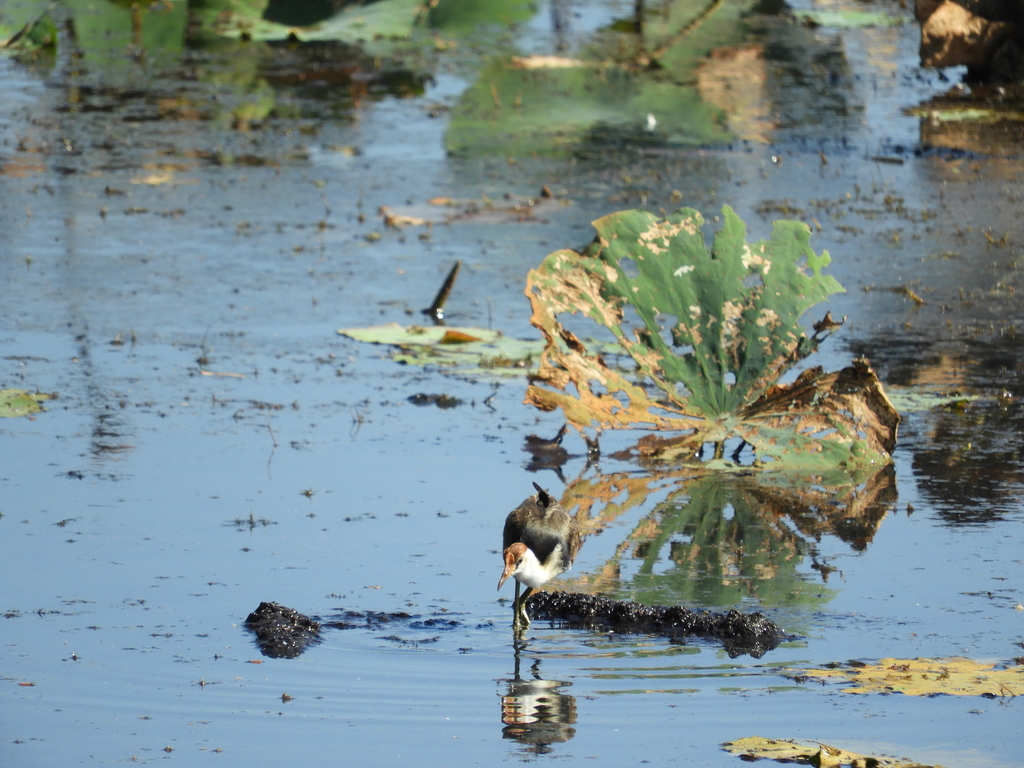 Comb-crested Jacana from Middle Point NT 0822, Australia on July 4 ...