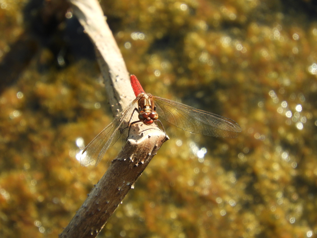 Red Arrow from Fogg Dam, Middle Point NT 0822, Australia on July 4 ...