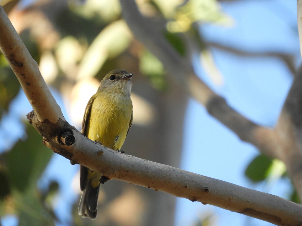 Lemon-bellied Flycatcher from Middle Point NT 0822, Australia on July 4 ...