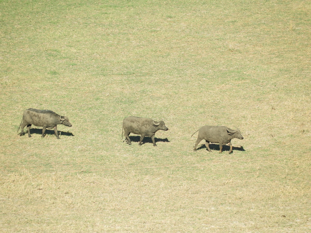 Domestic Water Buffalo from Middle Point NT 0822, Australia on July 4 ...