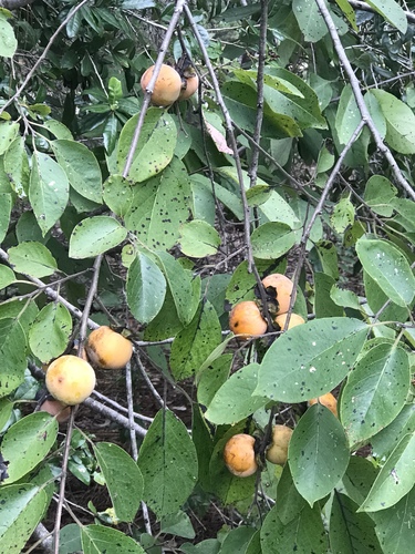 American Persimmon Nash Prairie Plants List · Inaturalist