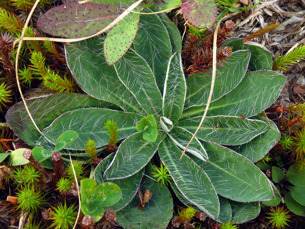 Tall Hawkweed (Black Hills Invasive Plant Guide) · iNaturalist
