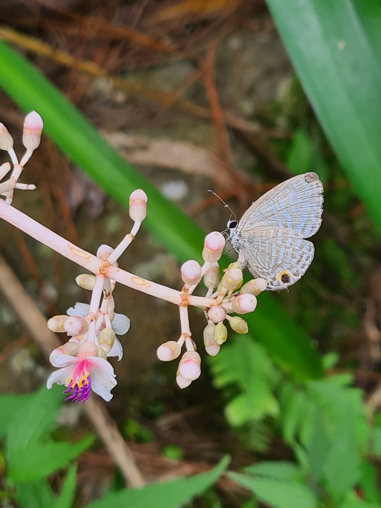 Jamides cleodus from Imelda Village, Baguio, Benguet, Philippines on ...