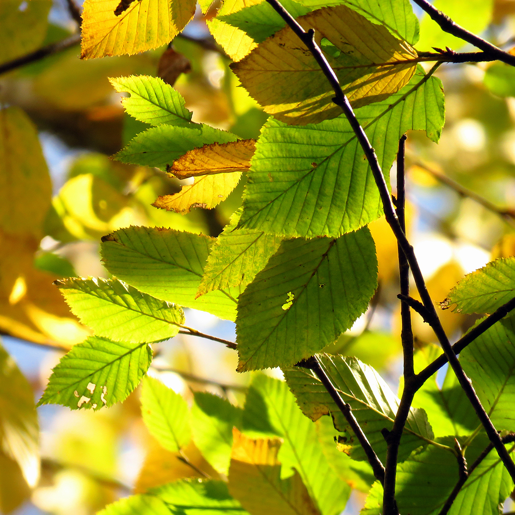 yellow birch (Betula alleghaniensis) - Botanical Realm
