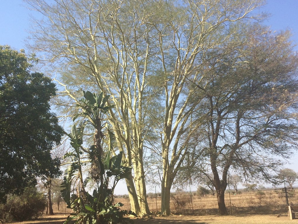 fever tree (Vachellia xanthophloea) - Botanical Realm
