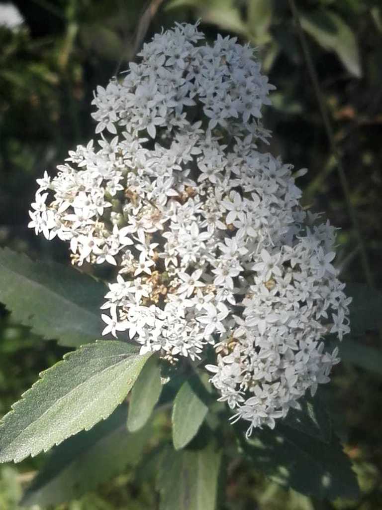 Sawtooth Candyleaf from San Cayetano on October 16, 2020 at 08:24 PM by ...