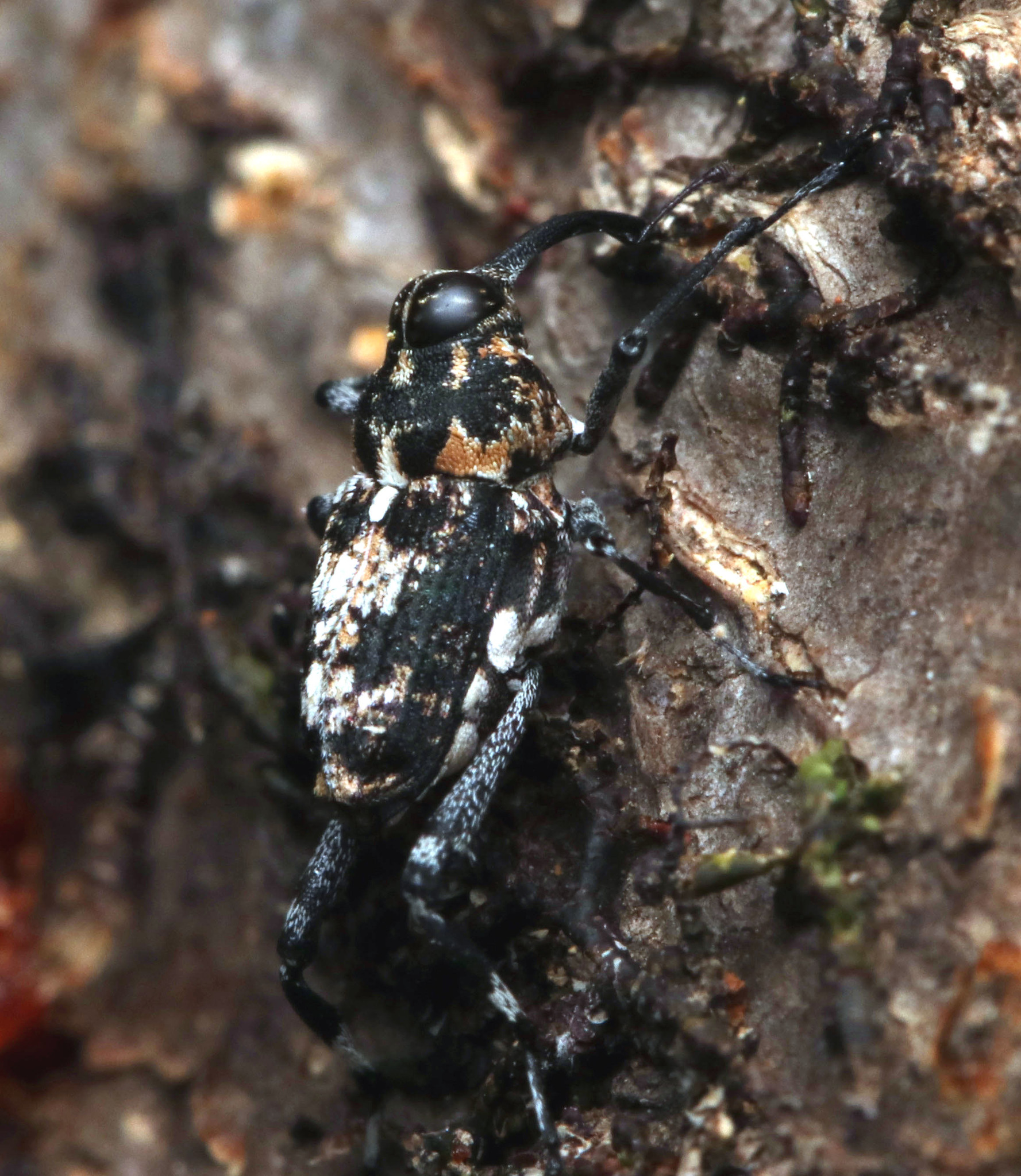 Mecopus tipularis Pascoe, 1870