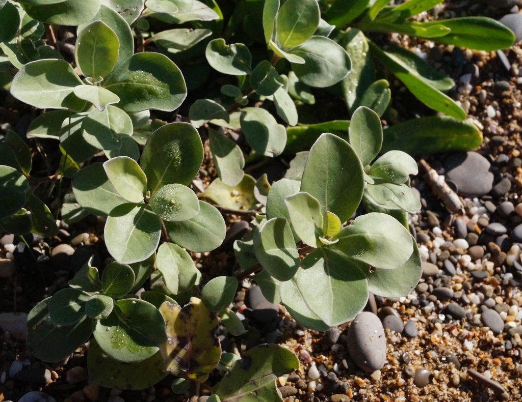 Beach Vitex (Vitex rotundifolia) - Botanical Realm