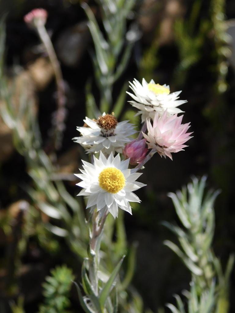 Syncarpha paniculata (Homeowner Plant guide for Gardens) · iNaturalist