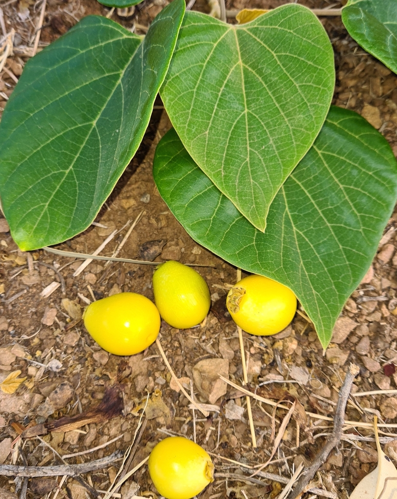 Kashmir tree from Katherine South NT 0850, Australia on October 17 ...