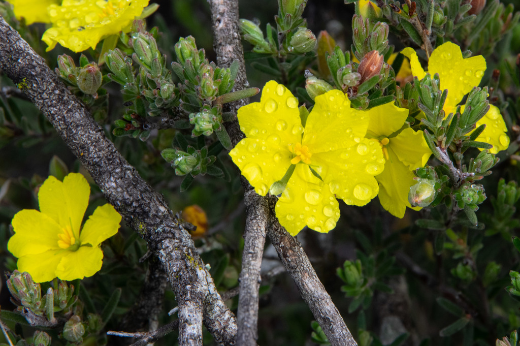 guinea-flowers from Douglas VIC 3409, Australia on September 20, 2020 ...