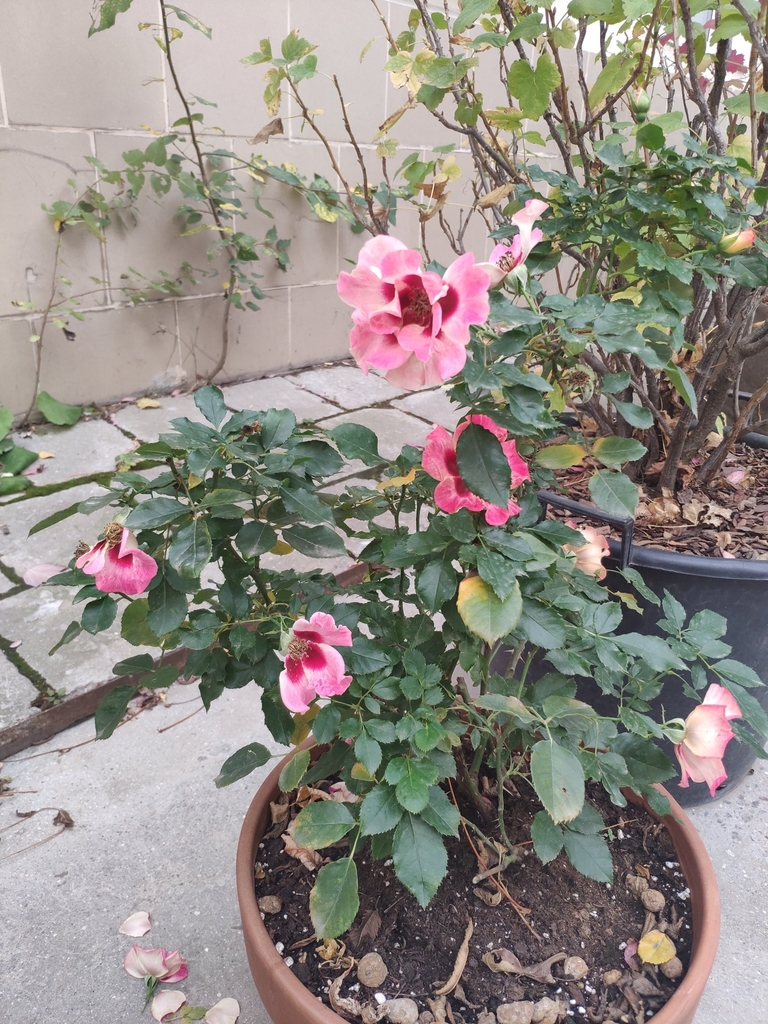 roses from Central, Moscow City, RU on October 17, 2020 at 10:09 AM by ...