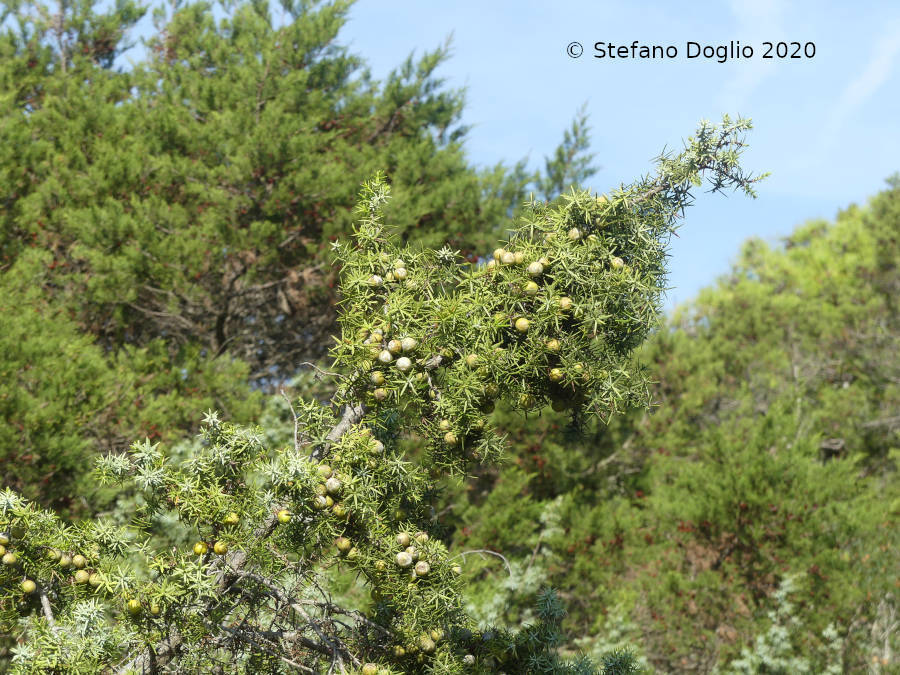 large-fruited juniper (Juniperus macrocarpa) - Botanical Realm