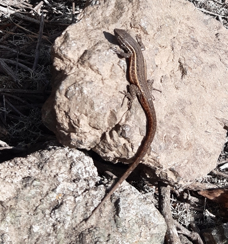 Dusky Smooth-throated Lizard (Liolaemus fuscus) - Snakes and Lizards