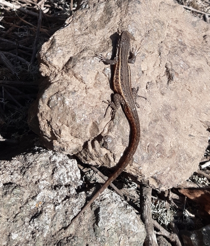 Dusky Smooth-throated Lizard (Liolaemus fuscus) - Snakes and Lizards