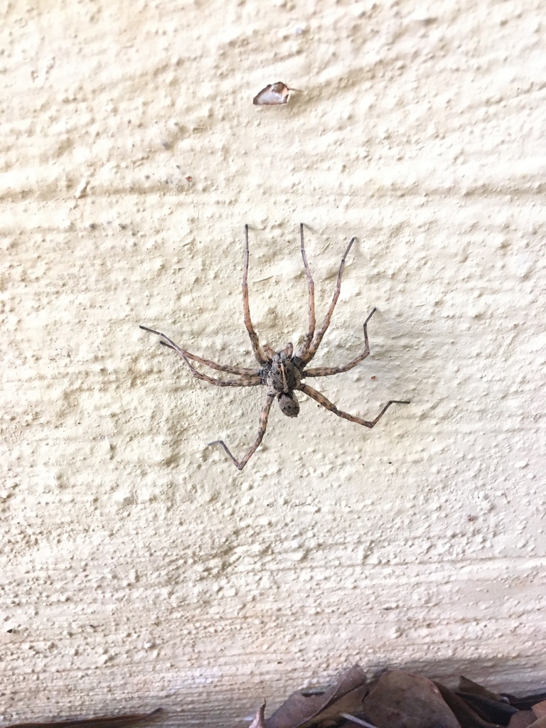 Georgia Wolf Spider in October 2020 by CScott · iNaturalist