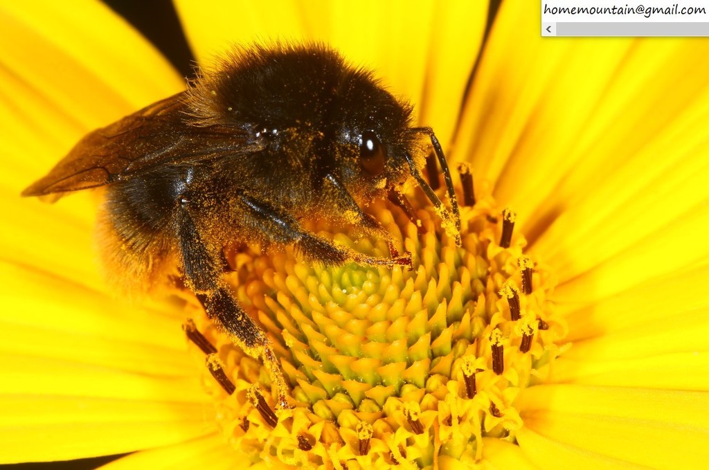 Korean Cuckoo Bumble bee from 中國北京市密雲區 on August 31, 2020 at 11:20 PM ...