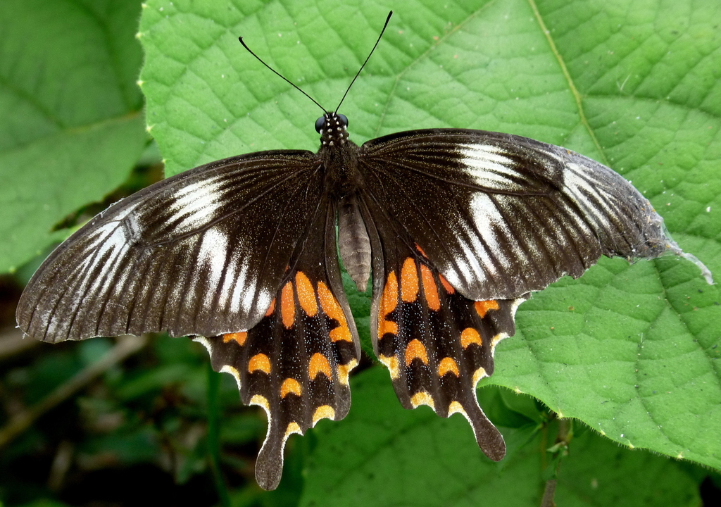 Indian Common Mormon Swallowtail (Butterflies of Maharashtra) · iNaturalist