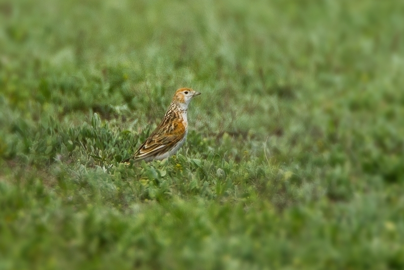White-winged Lark (Alauda leucoptera) - Avian Discovery