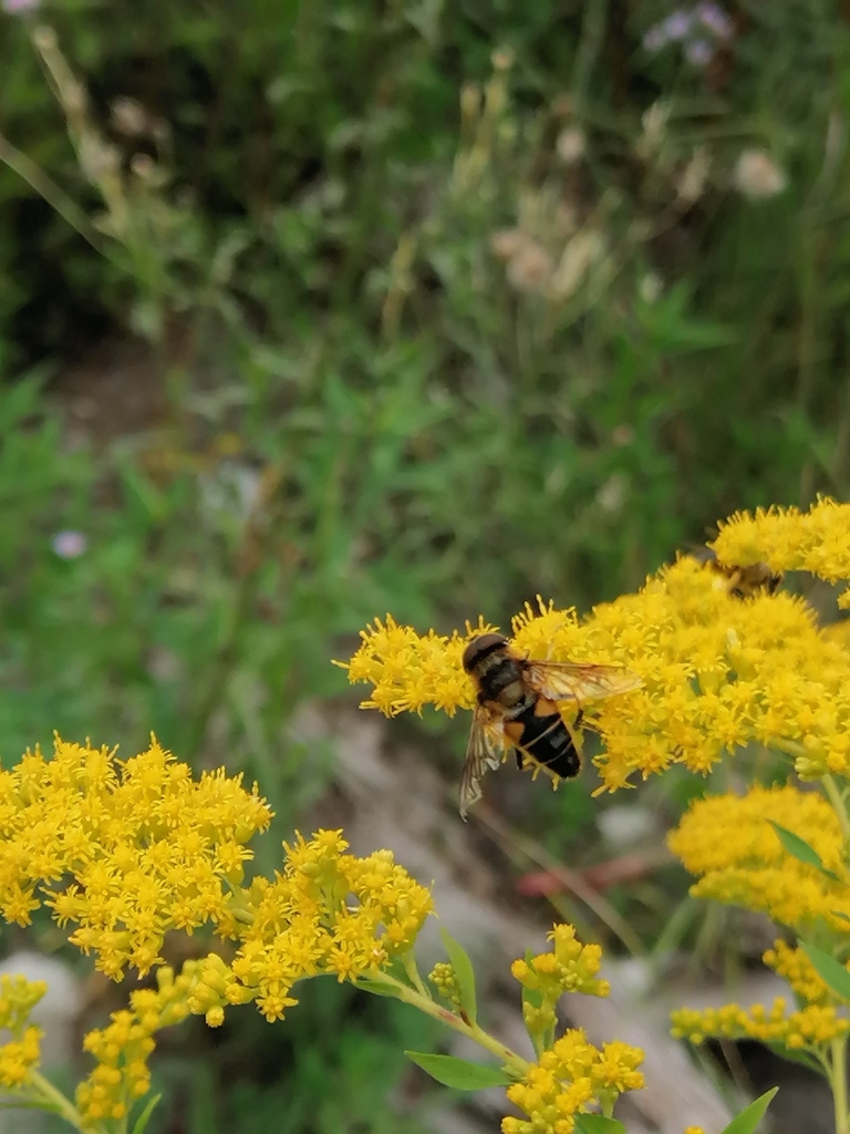 Common Drone Fly from Bryansk, Bryansk, Russia on September 05, 2020 at ...