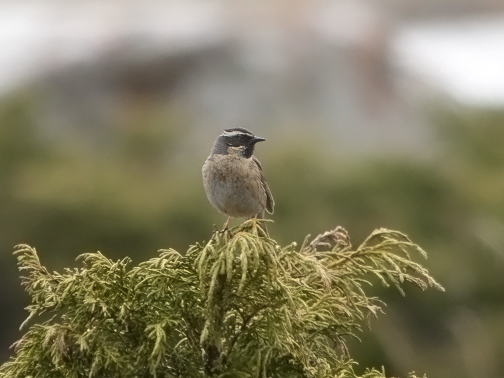 Black-throated Accentor (Prunella atrogularis) - Avian Discovery