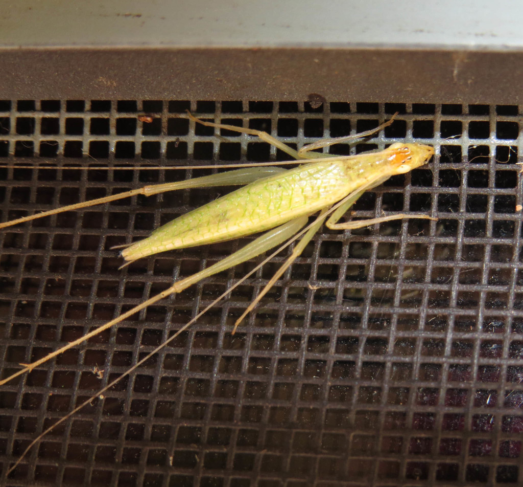 Narrow-winged Tree Cricket from Boone County, MO, USA on October 13 ...