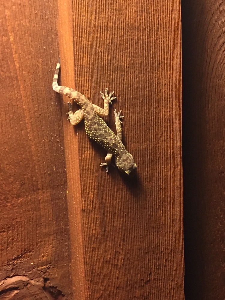 Mediterranean House Gecko from Weavers Cove Rd, Livingston, TX, US on ...