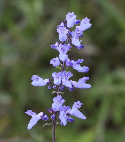 Mountain Teacost (Isodon inflexus) · iNaturalist United Kingdom