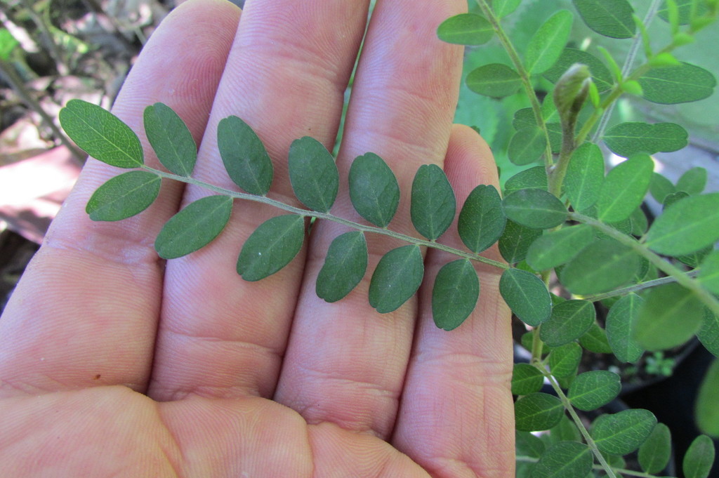 Toromiro (Sophora toromiro) - Botanical Realm