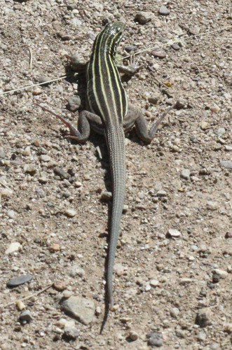 Desert Grassland Whiptail (Lizards of Highlands Center for Natural ...