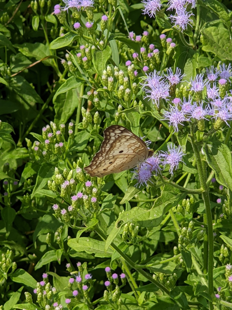 White Peacock from Edinburg, TX, USA on October 14, 2020 at 02:31 PM by ...