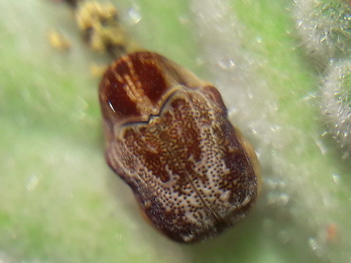 Chlamisus discipennis · iNaturalist