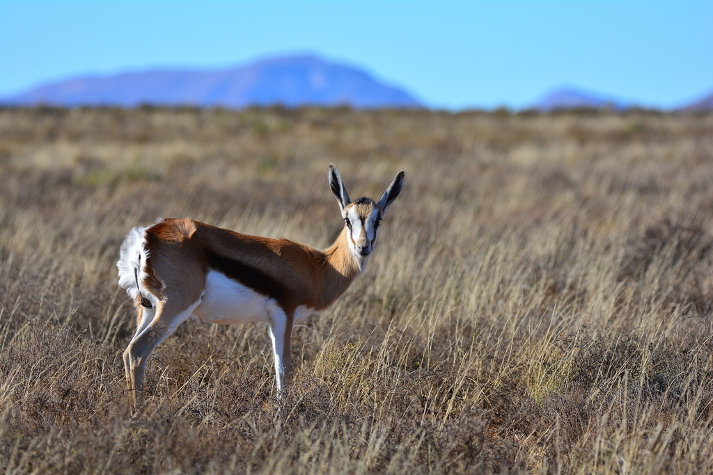 Karoo Springbok from Graaff-Reinet, Afrique du Sud on July 19, 2017 at ...