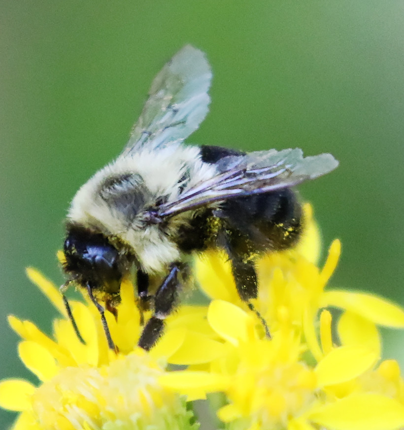 Common Eastern Bumble Bee from Smith, Texas, United States on October ...