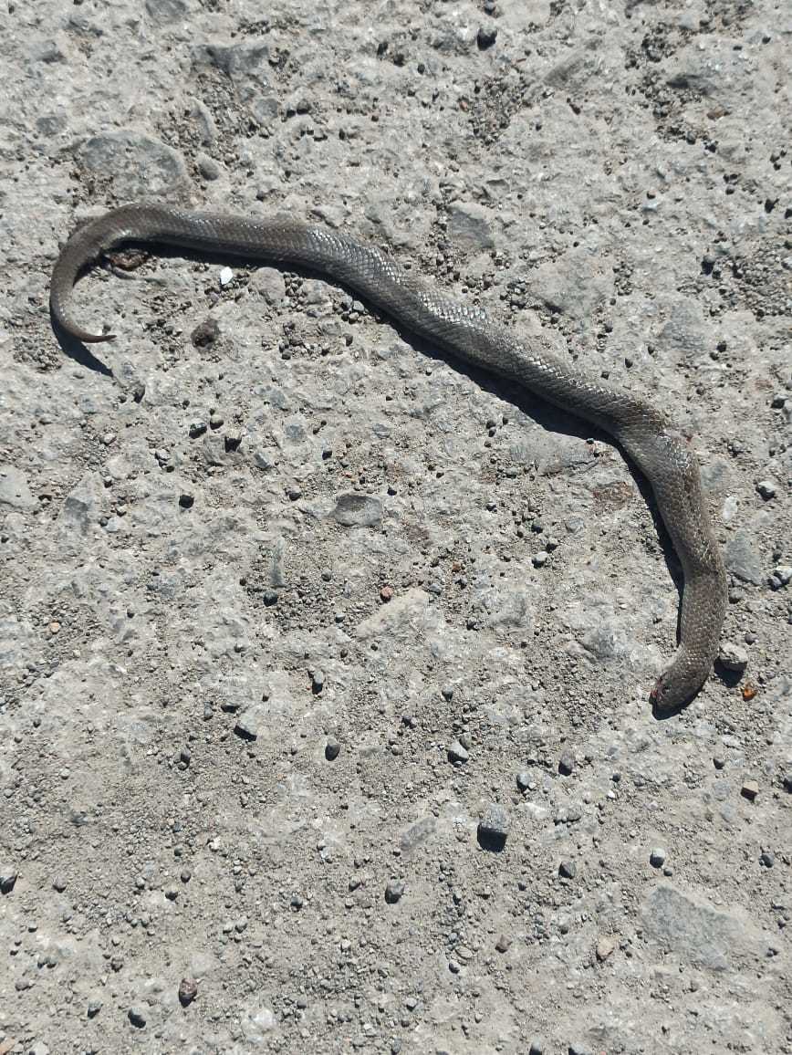 Conopsis biserialis (Taylor & Smith, 1942)