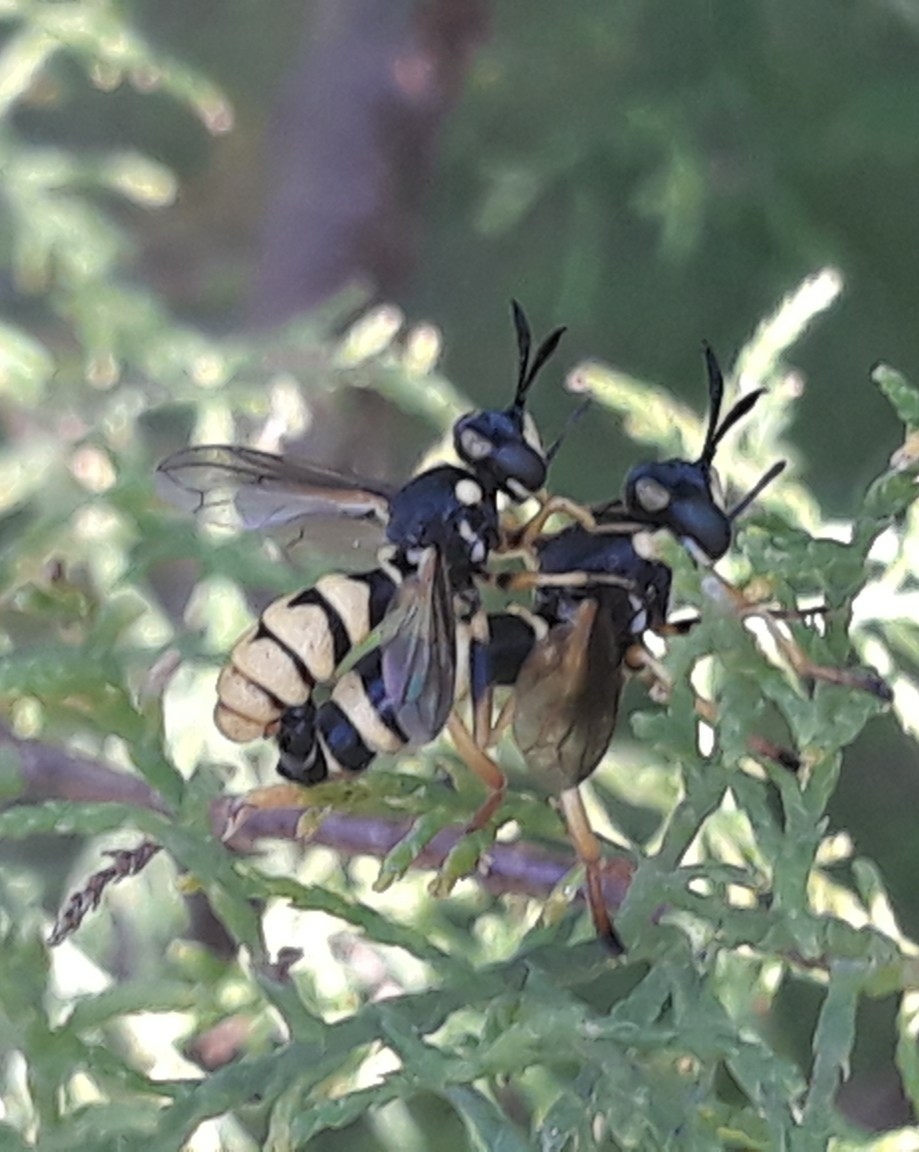 Conops vitellinus Loew, 1847
