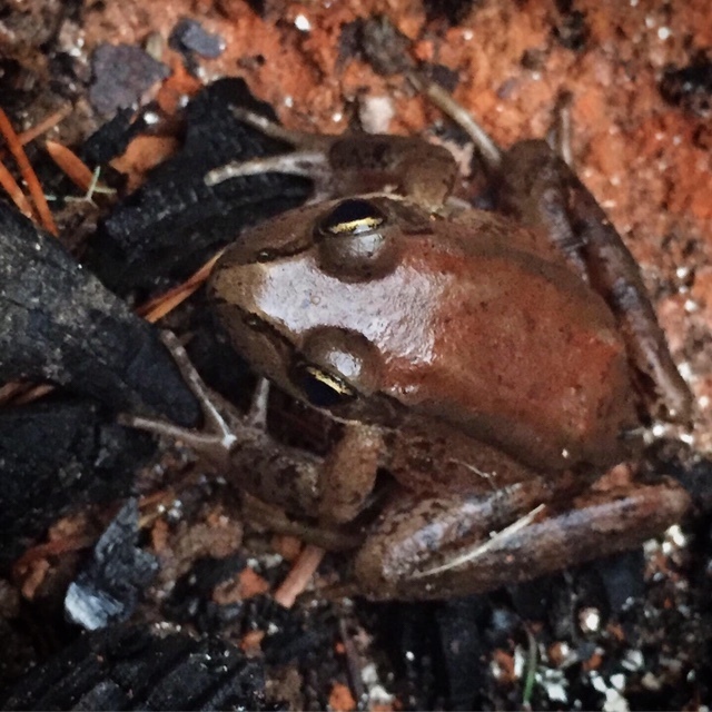 Typical Frogs in October 2020 by Maurie. I have also observed a pale ...