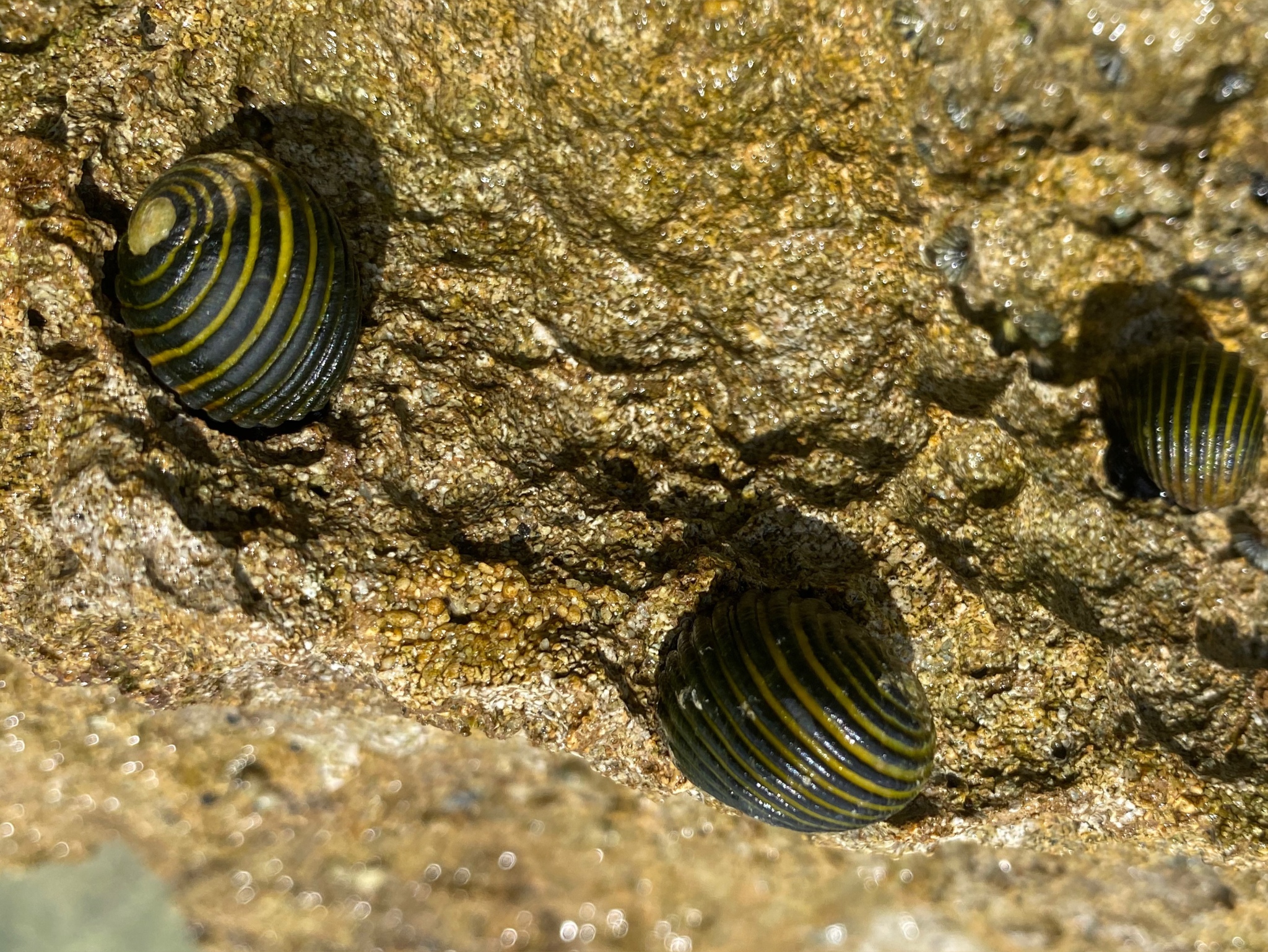 Nerita costata Gmelin, 1791