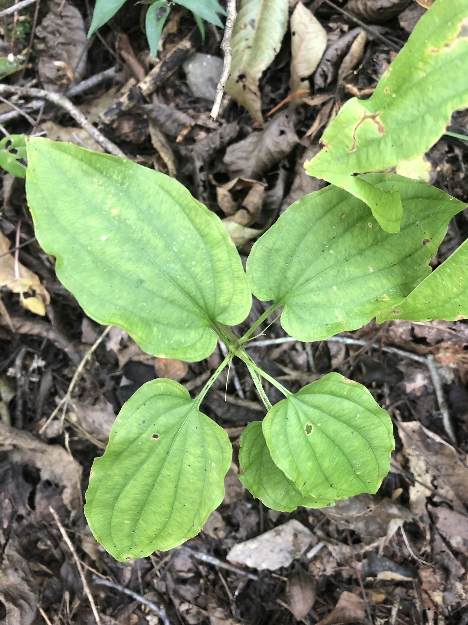 Croomia pauciflora (Nutt.) Torr.