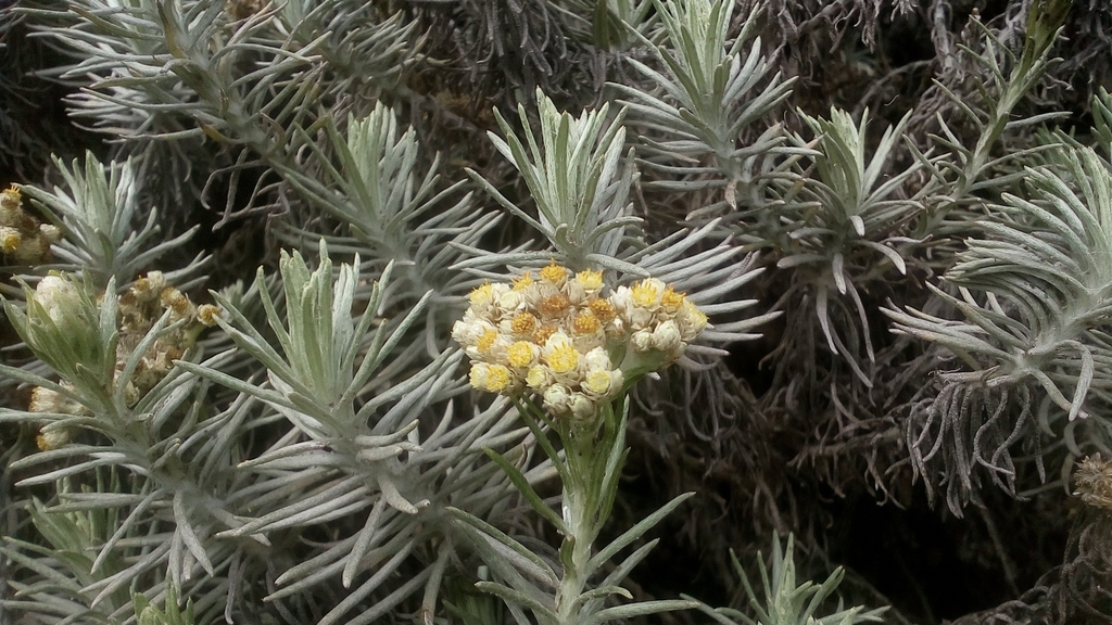 Javanese edelweiss (Anaphalis javanica) - Botanical Realm