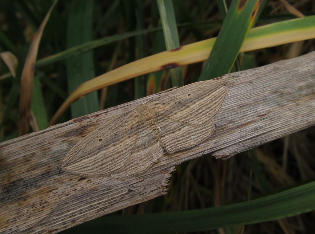 Cabbage tree moth from Maia, Dunedin 9022, New Zealand on October 12 ...