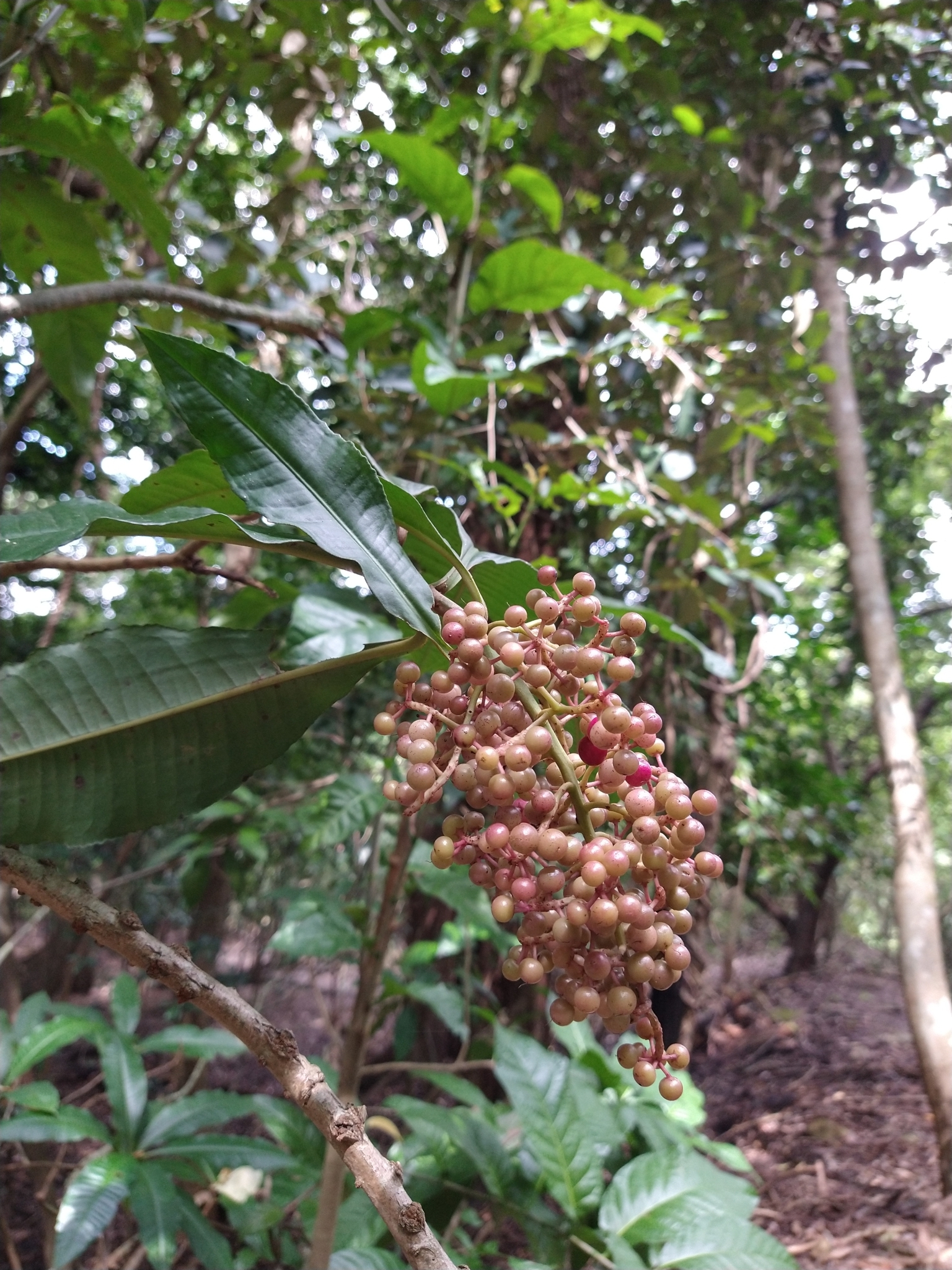 Parathesis (A.DC.) Hook.fil.