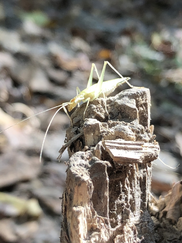 Common Tree Crickets from Shawnee National Forest, Pomona, IL, US on ...